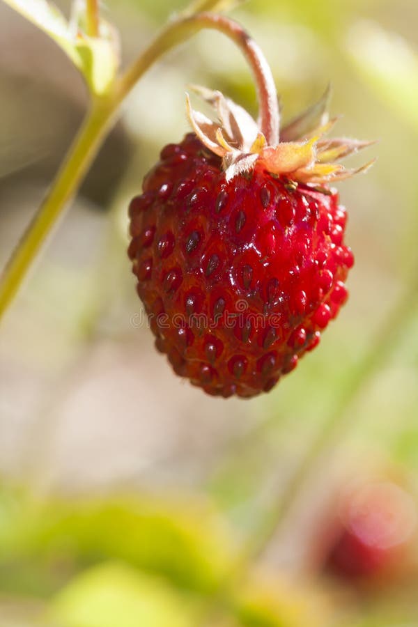 Wild strawberry stock image. Image of fruit, strawberry - 68418469