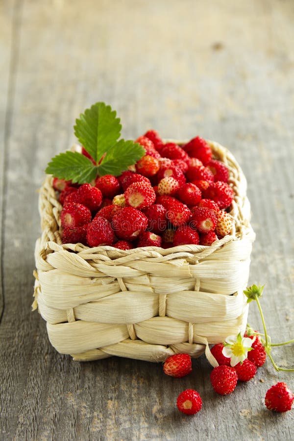 Wild strawberry stock image. Image of strawberry, close - 41326293