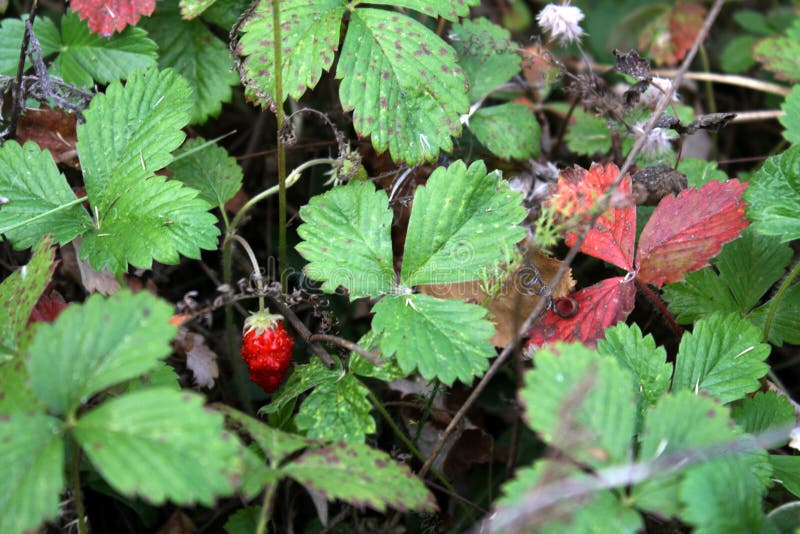 Wild strawberry stock image. Image of beautiful, healthiness - 100387155