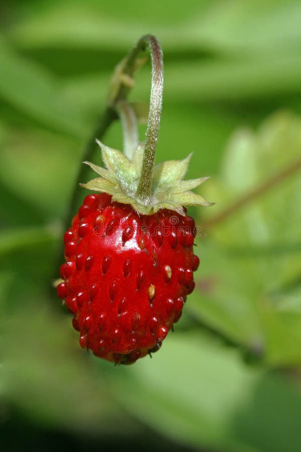 Wild strawberry stock image. Image of summers, small - 36937015