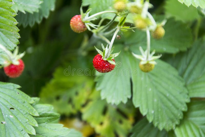 Wild Strawberry on the Stalk Stock Photo - Image of wild, close: 54454752