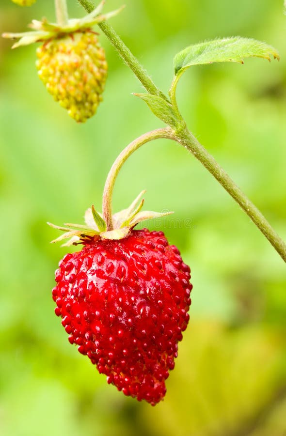 Wild strawberry stock image. Image of sweet, plants, healthy - 42652461