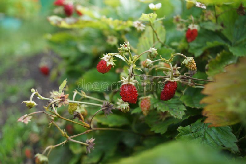 Wild strawberry on a tree stock image. Image of juicy - 160978381