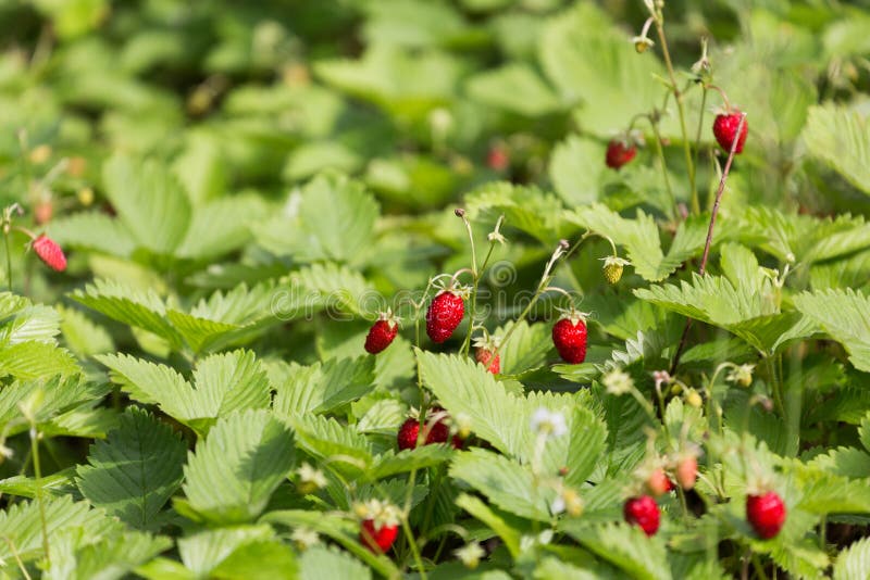 Wild Strawberry stock photo. Image of strawberries, berries - 54542476