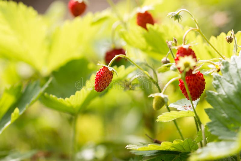Wild Strawberry stock image. Image of field, close, berries - 54542529