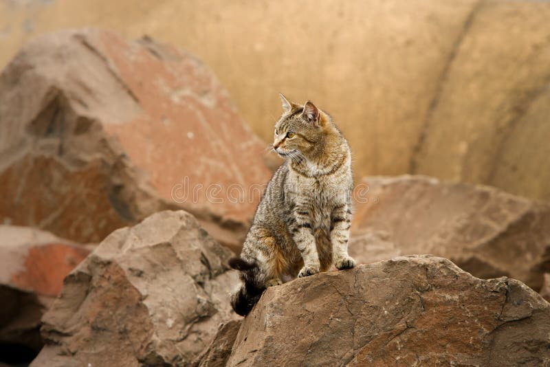 Wild stray cat among rocks stock image. Image of mammal - 22034737