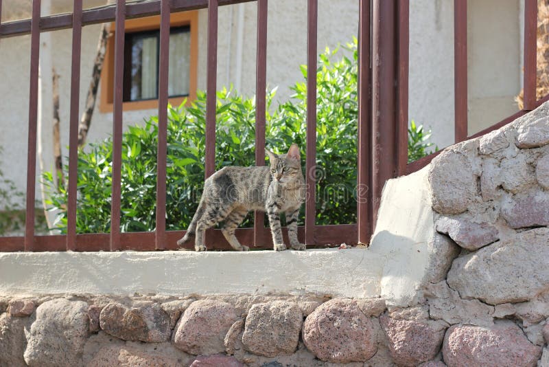 Wild stray cat stock photo. Image of animal, egyptian - 81659476