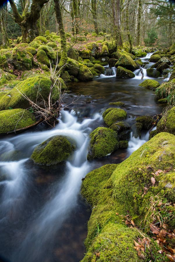 Wild Stream in Old Woodland,time Lapse Water Motion Stock Image - Image ...