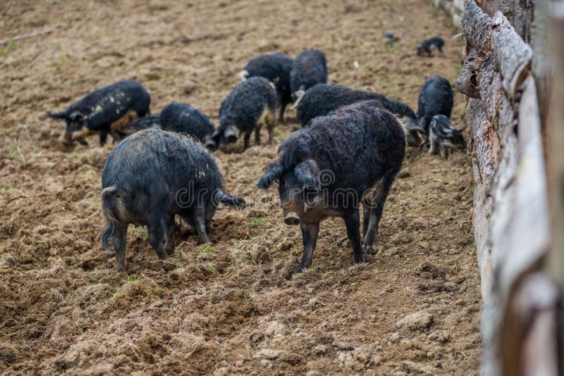 Wild Striped Curly Pigs in the Mountains and Forests Stock Photo ...