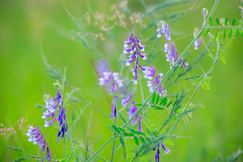 Wild Summer Flowers on Meadow Stock Photo - Image of natural, bloom ...