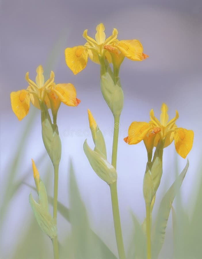 Wild Summer Iris stock image. Image of lowlight, floral - 94238239
