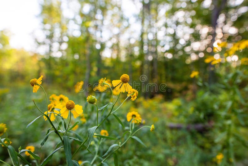 Wild Sunflower in the Forest Stock Image - Image of plant, environment ...