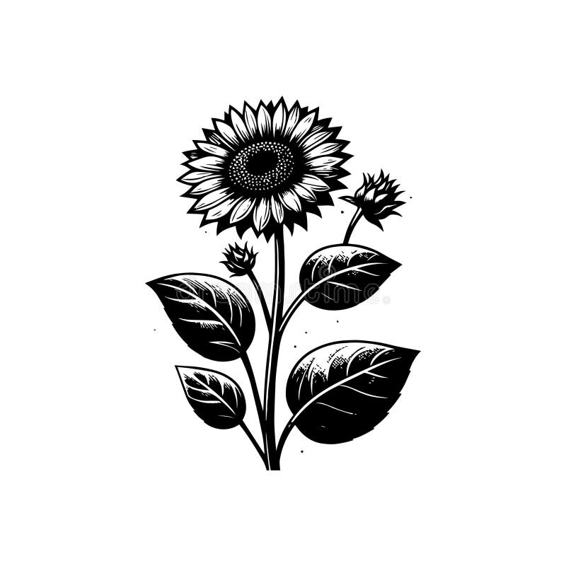 Wild Sunflower Front View Vector for Vintage Logo and Rustic ...