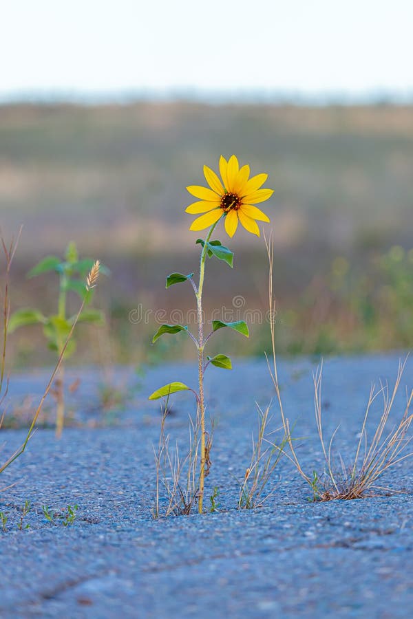 A Wild Sunflower that Grew in the Middle of an Asphalt Road Stock Image ...