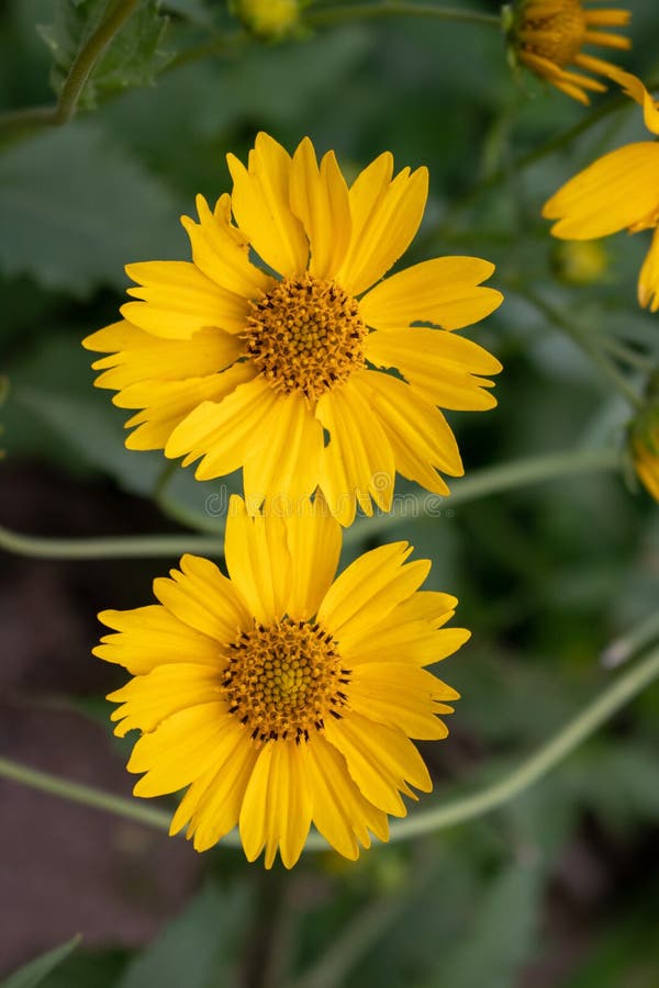 Wild Mini Sunflower Twins stock image. Image of wildflowers - 144528603