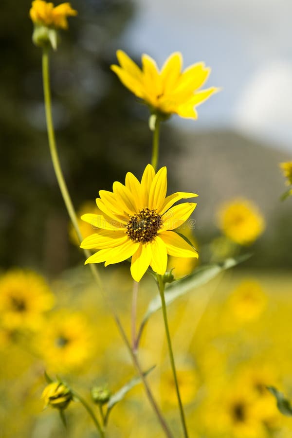 Wild Sunflowers stock image. Image of floral, round, blue - 6537827