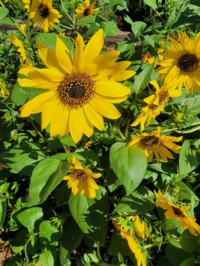 Sunflowers Grow in Clusters Along the Fence Stock Photo - Image of ...