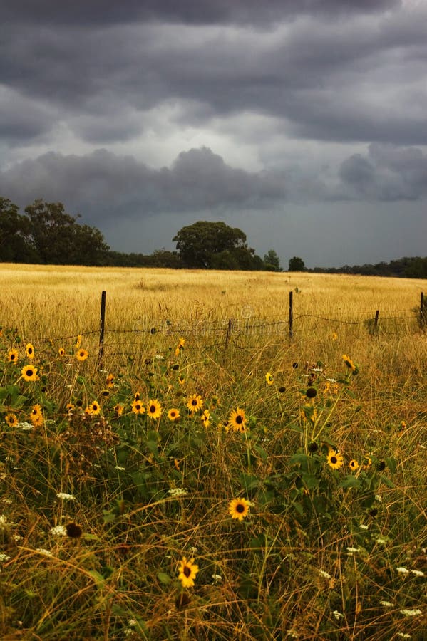 Wild sunflowers in storm stock image. Image of contrast - 4463417