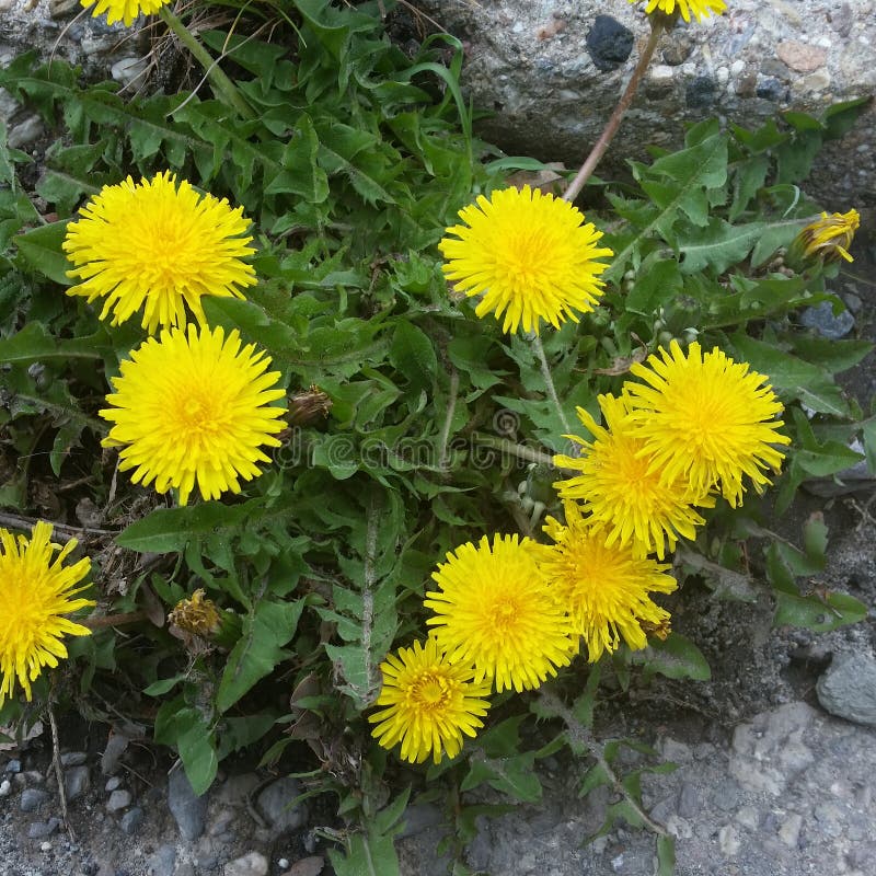 Wild sunny flower stock photo. Image of pretty, flower - 71155278