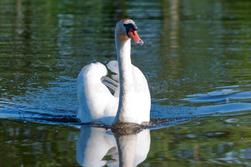 Wild swam stock photo. Image of bird, garden, eola, poland - 40882680