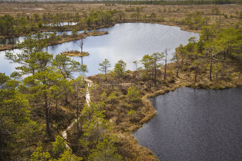 Wild swamp in europe stock photo. Image of swamps, rural - 244974676