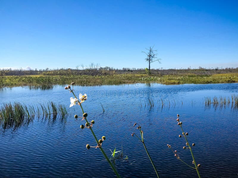 Wild Swamp Plants and the Marsh Stock Photo - Image of flower, flourish ...