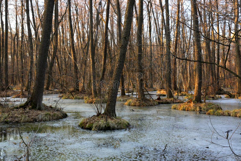 Wild Swamp in Spring Forest Stock Image - Image of nature, scenery ...
