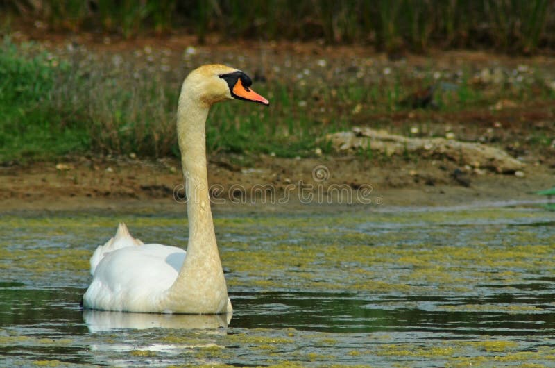 Wild swan stock photo. Image of biology, animal, space - 19682100