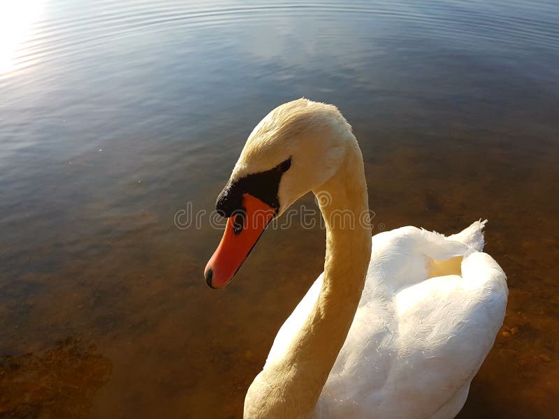 Wild swan stock photo. Image of swan, creature, virginia - 77353194
