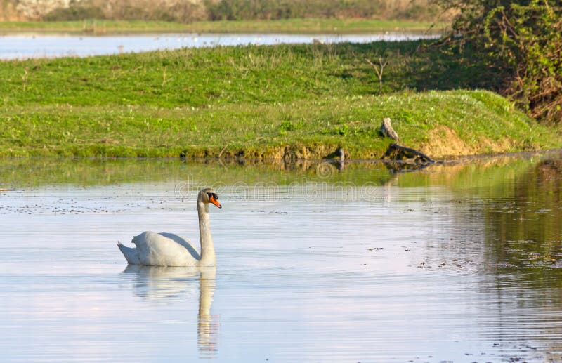 Wild Swan in Its Natural Habitat Stock Image - Image of swim, beauty ...