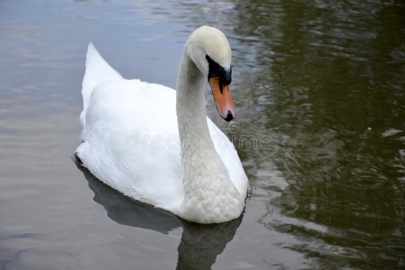 Wild swan portrait stock photo. Image of beauty, portrait - 45450182