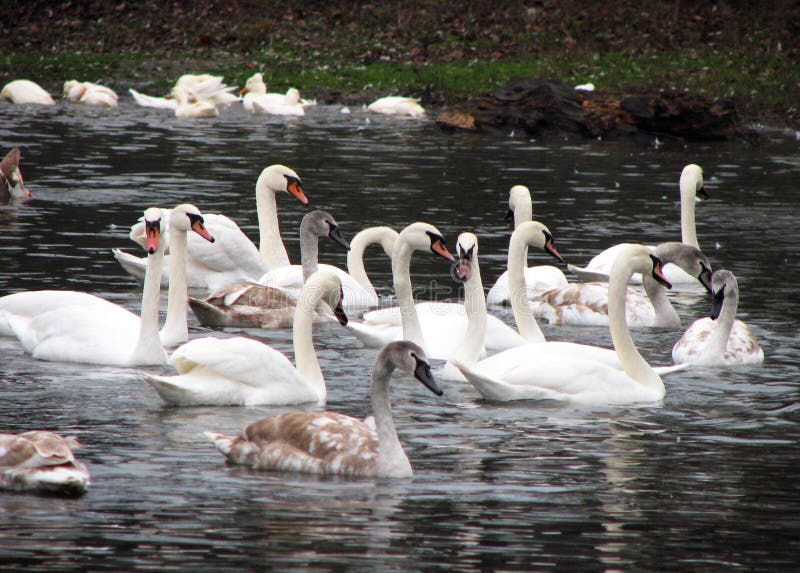 Wild Swans Float in the Pond Stock Image - Image of swans, wildlife ...