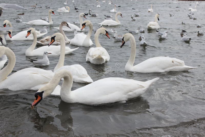 Wild swans stock photo. Image of grace, pond, feathered - 66450432