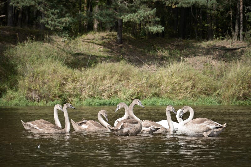Wild swans on the river stock photo. Image of beauty - 77240338