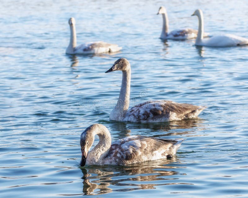 Wild swans on the river stock image. Image of wild, nature - 165622545