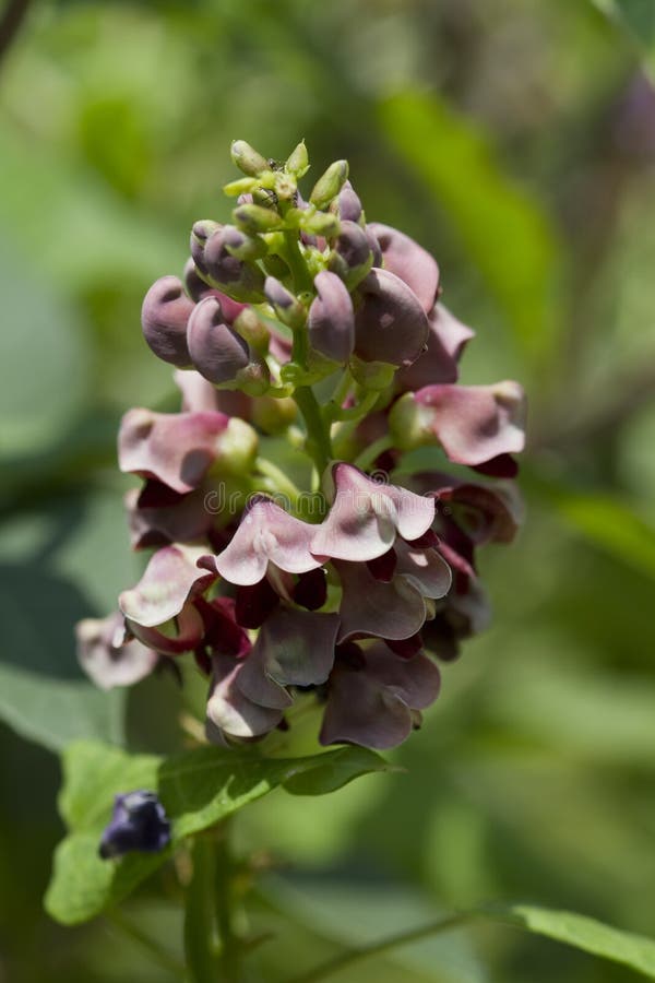 Wild Sweet Potato 3 - Apios Americana Stock Photo - Image of indian ...
