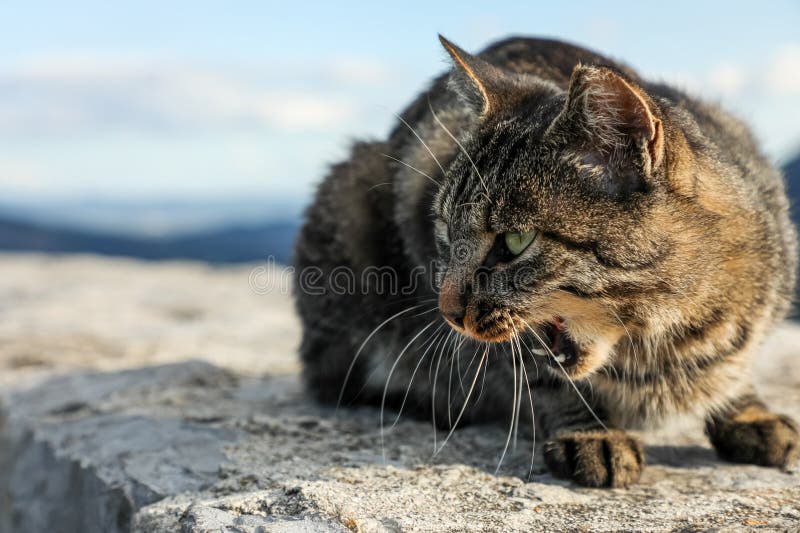 4,040 Bared Inkman Stock Photos - Free & Royalty-Free Stock Photos from ...