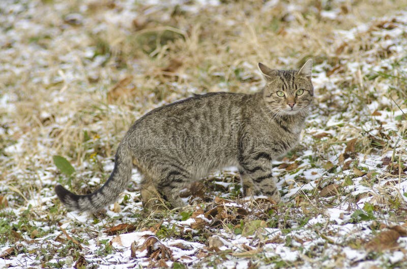Wild tabby cat on the snow stock image. Image of snow - 206738483