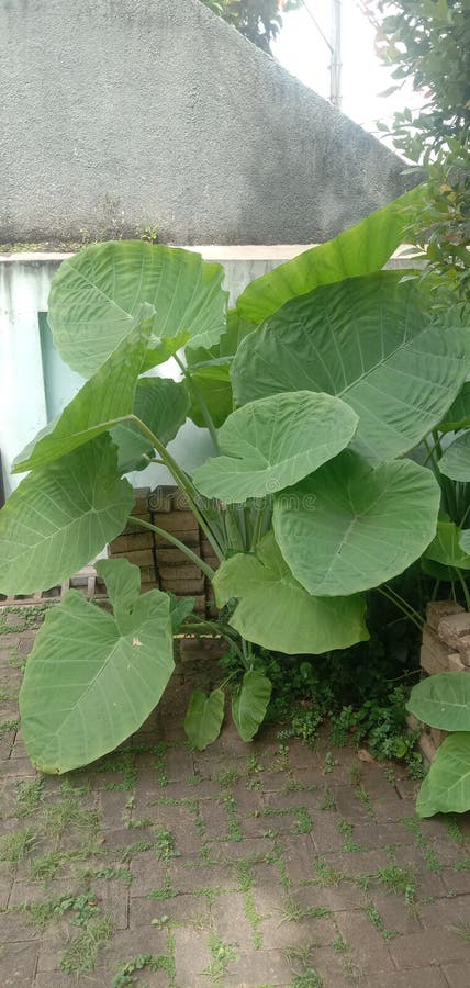 The Wild Taro Tree Grows by Itself Stock Image - Image of wild, taro ...