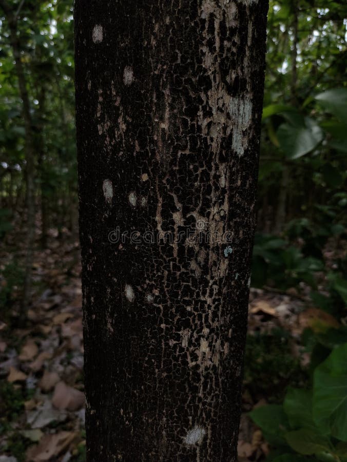 The Wild Teak Tree Trunk in the Forest Stock Image - Image of wood ...
