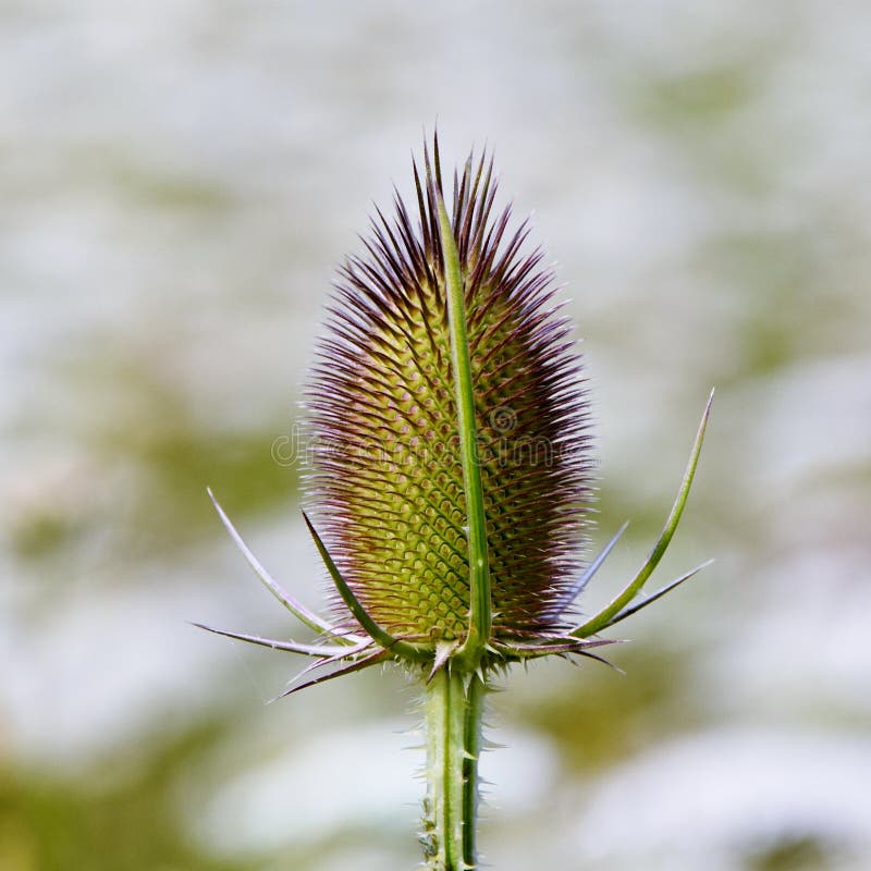 Wild Teasel, Wild Thistle Or Dipsacus Fullonum, A Species Of Flowering ...