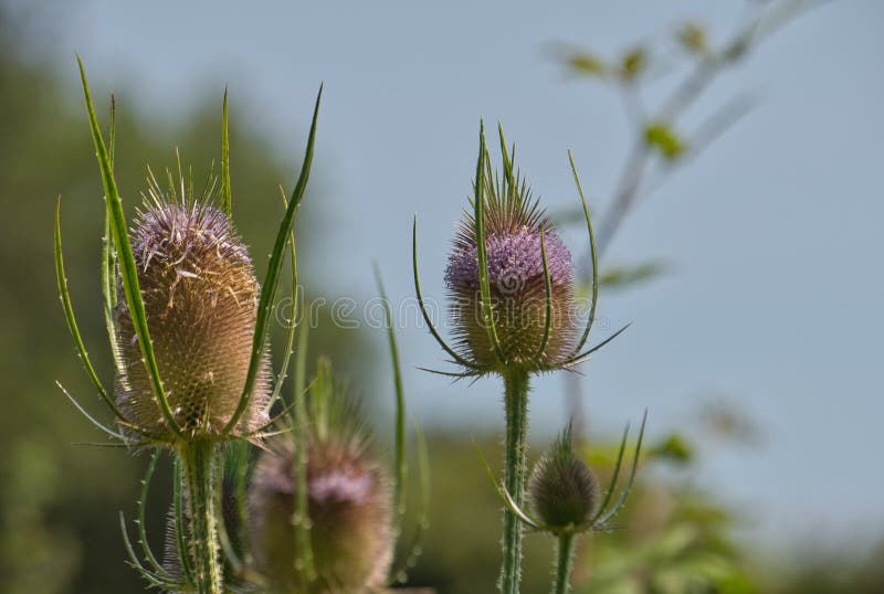 Wild Teasel, Also Known As Common Teasel or Venuscup Teasel. Botanical ...