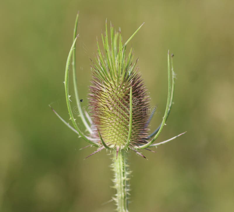 Wild Teasel Thistle or or Fullers Teasel & X28;Dipsacus Fullonum Stock ...