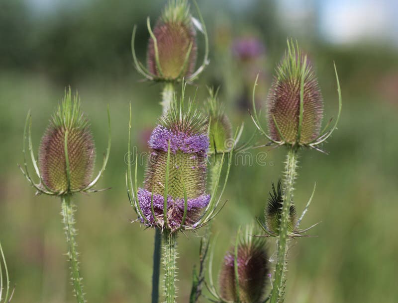 Wild teasel stock image. Image of dipsacus, flowering - 97337321