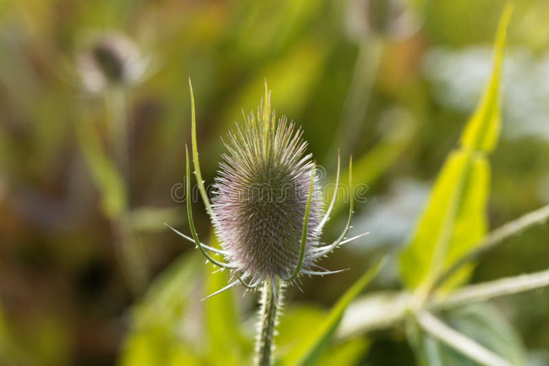 Wild Teasel, Dipsacus Fullonum Stock Image - Image of petal, beautiful ...