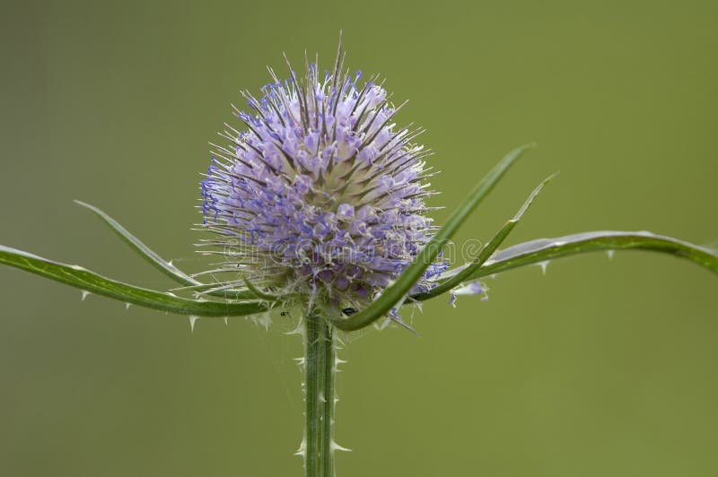 Wild Teasel stock photo. Image of fullonum, flora, plant - 70353466