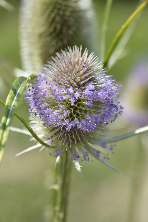 Wild teasel stock photo. Image of outdoors, teasel, garden - 193691704