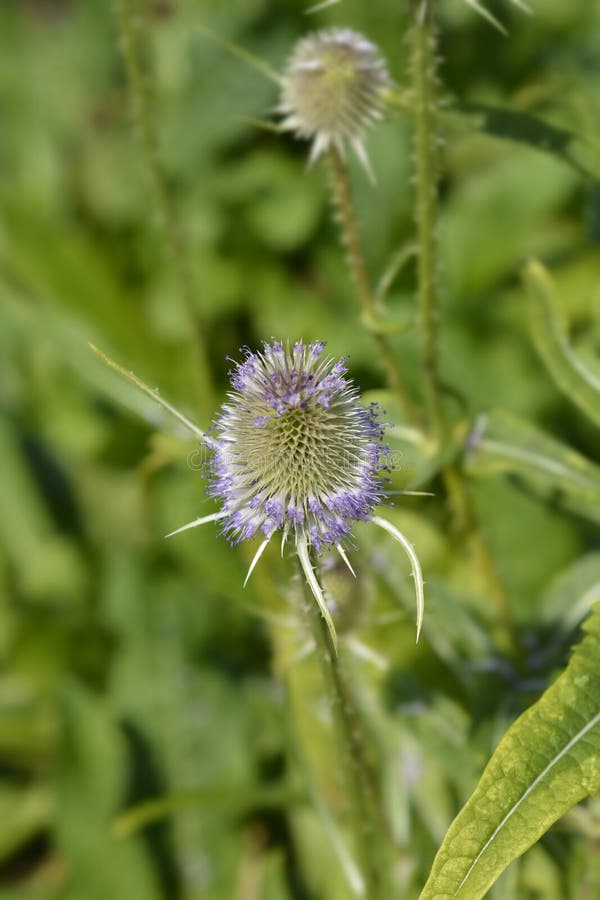 Wild teasel stock photo. Image of flower, fullers, leaf - 193926434