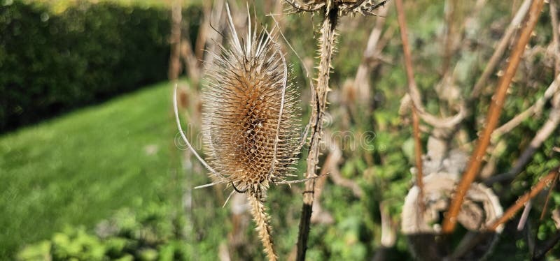 Wild Teasel or Fuller S Teasel, Dipsacus Fullonum (Dipsacus Sativus ...