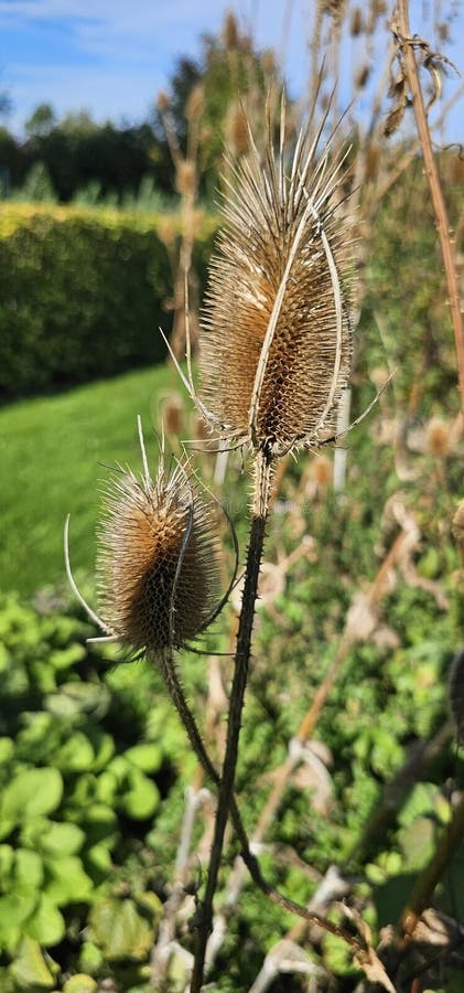 Wild Teasel or Fuller S Teasel, Dipsacus Fullonum (Dipsacus Sativus ...